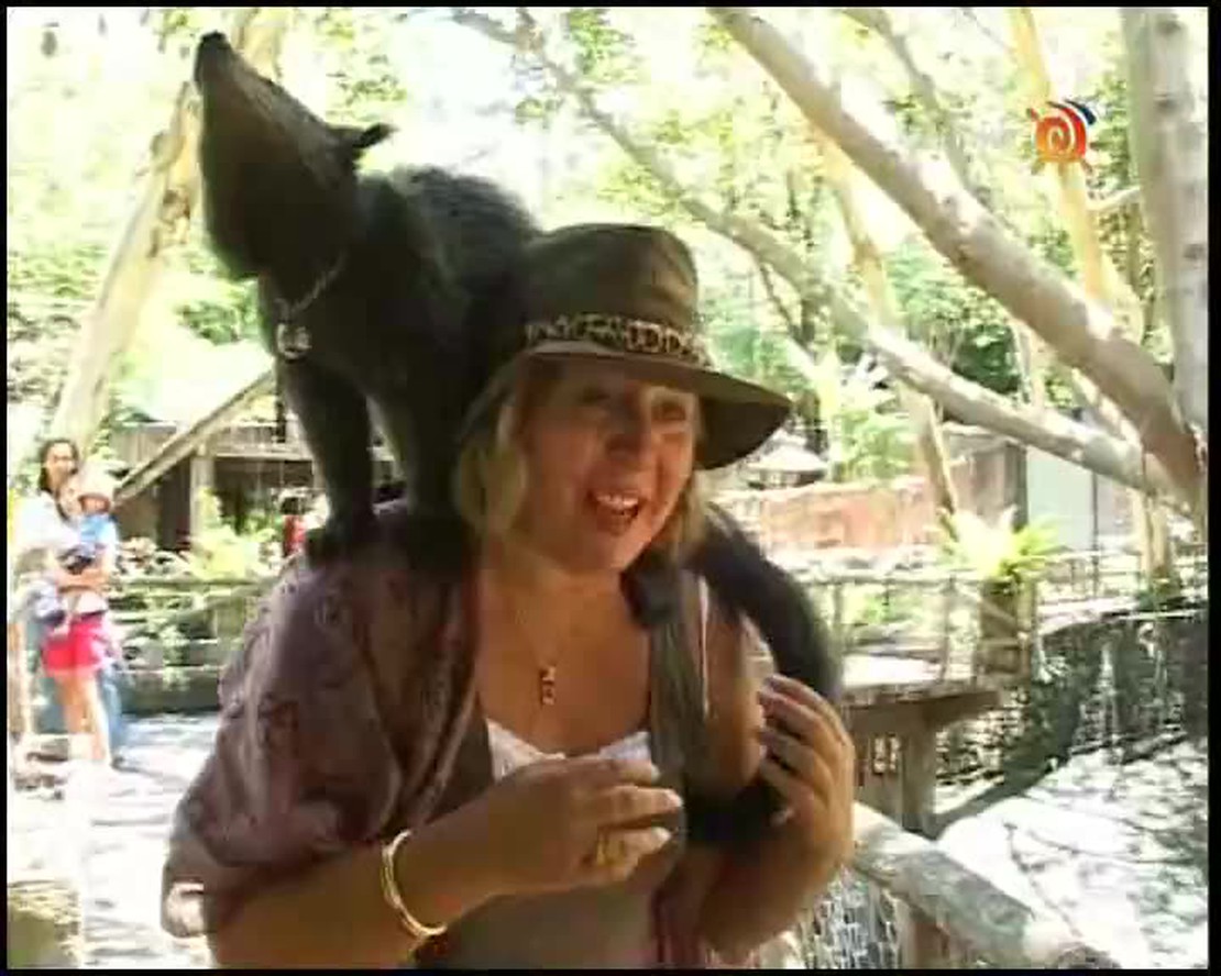 Путешествия натуралиста. Таиланд. Парк Кхао-Кхеао передача 2007 год животные, природа ...